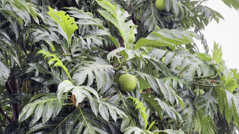 Breadfruit Tree in the Rain Stock Footage - Video of crop, forest ...