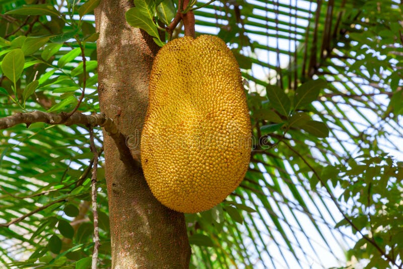 Breadfruit on the tree. stock image. Image of bark, branch - 67343773