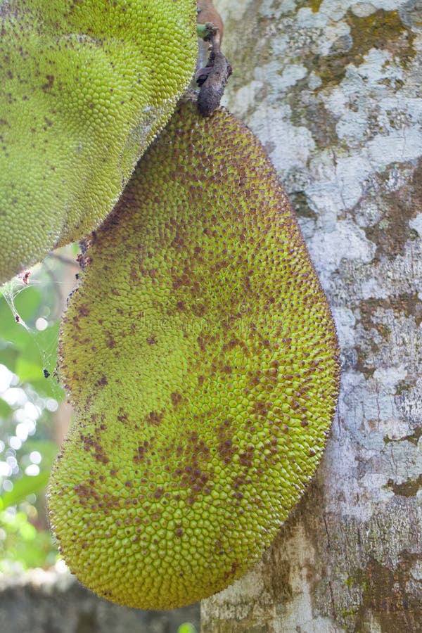 Breadfruit on Tree, Ripe Fruit Stock Photo - Image of delicious, juicy ...