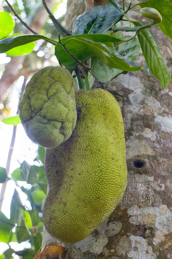 Breadfruit on Tree, Ripe Fruit Stock Photo - Image of delicious, juicy ...