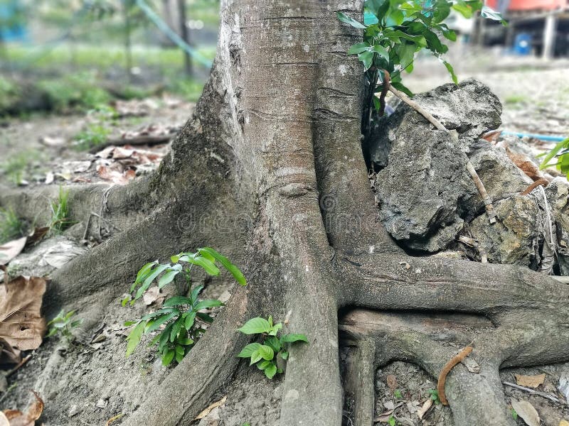 Breadfruit tree root stock photo. Image of flower, jungle - 344433560
