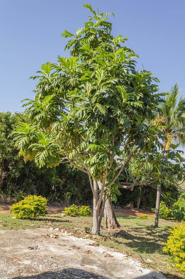 Breadfruit tree stock image. Image of fruits, bread, fruit - 19201711