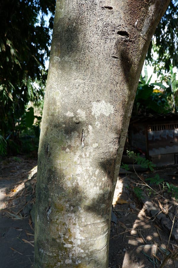 Breadfruit Tree Trunk Exposed To the Sun in the Garden Stock Image ...