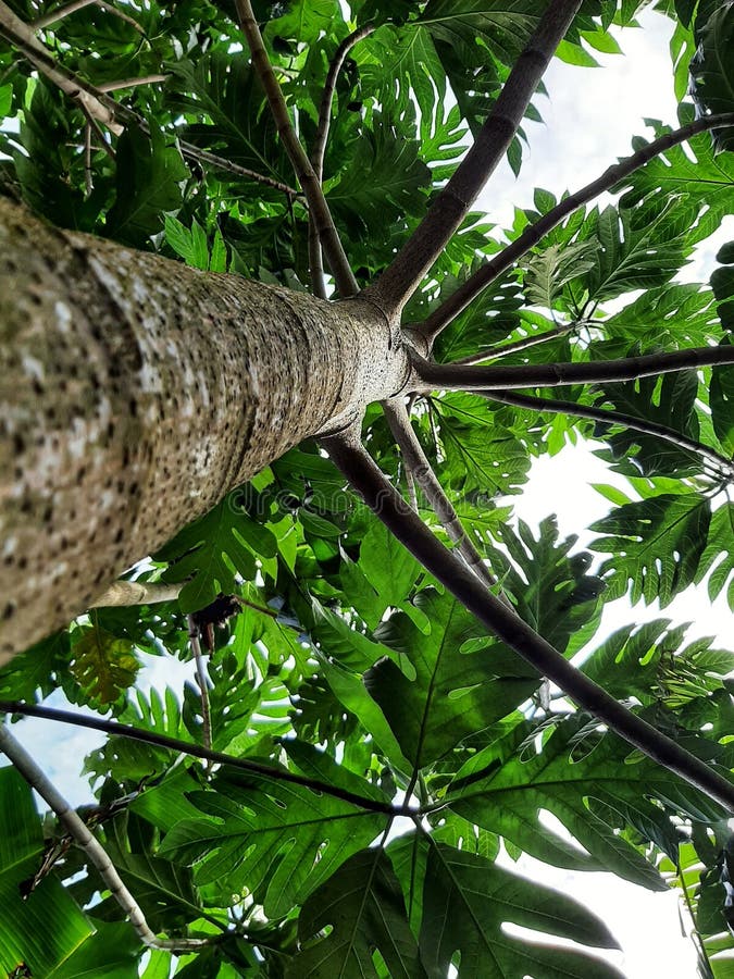 Breadfruit Tree Trunk Photographed from a Lower Perspective Stock Image ...