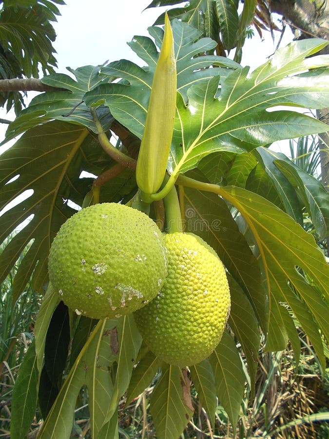 Breadfruit tree stock image. Image of backyard, food - 99665723