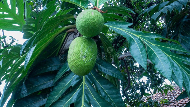 BREADFRUIT TREES stock photo. Image of bearing, residents - 264685892