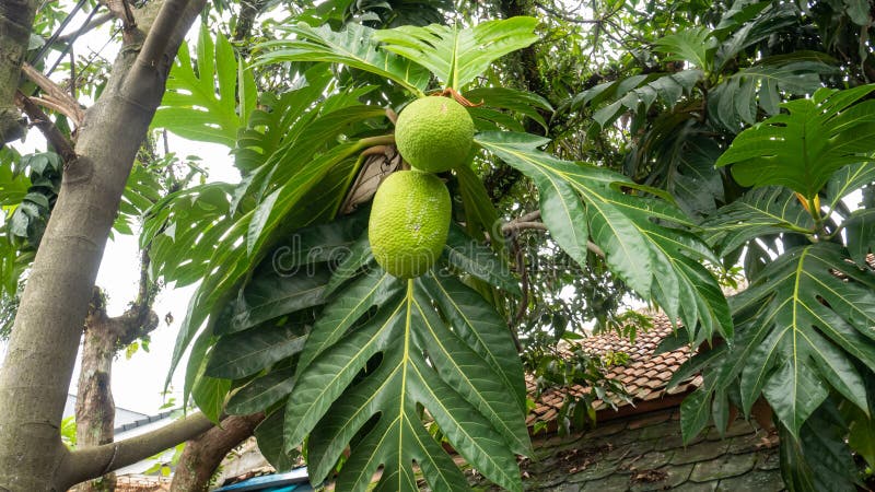 BREADFRUIT TREES are BEARING FRUIT Stock Image - Image of vegetable ...