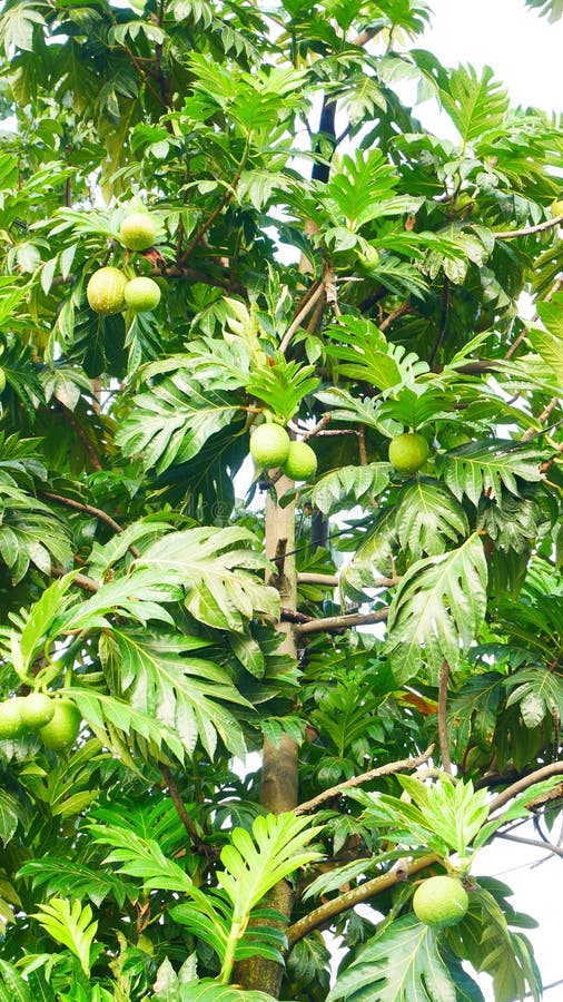 Breadfruit trees stock photo. Image of plantation, green - 263635964