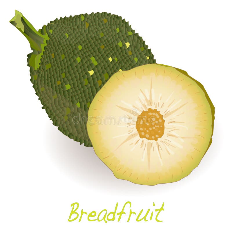 Breadfruit vector stock vector. Illustration of sweet - 70963420 Breadfruit vector stock vector. Illustration of sweet - 70963420