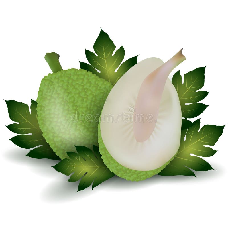 Breadfruit Leaf Stock Illustrations – 621 Breadfruit Leaf Stock ...