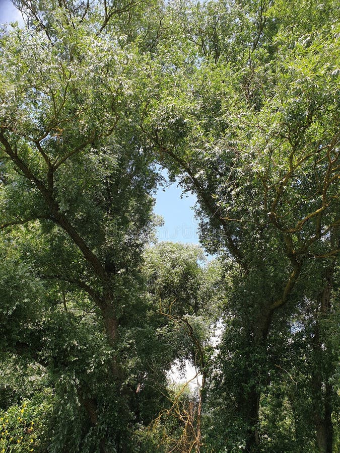 The Sky is Clear on the Other Side Stock Photo - Image of leaf, autumn ...