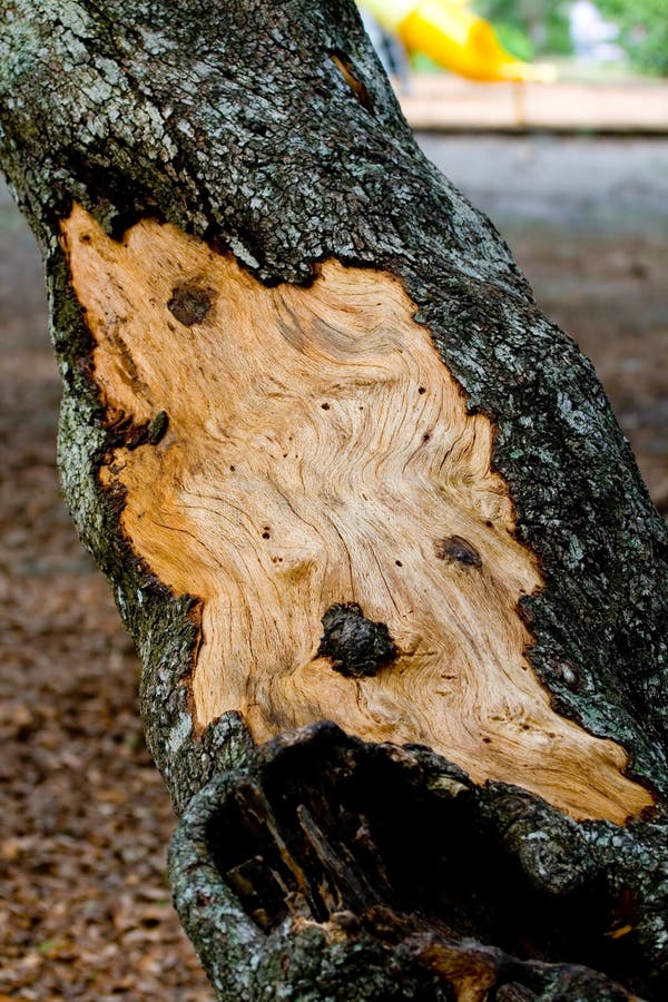 44,277 Oak Tree Bark Photos - Free & Royalty-Free Stock Photos from ...