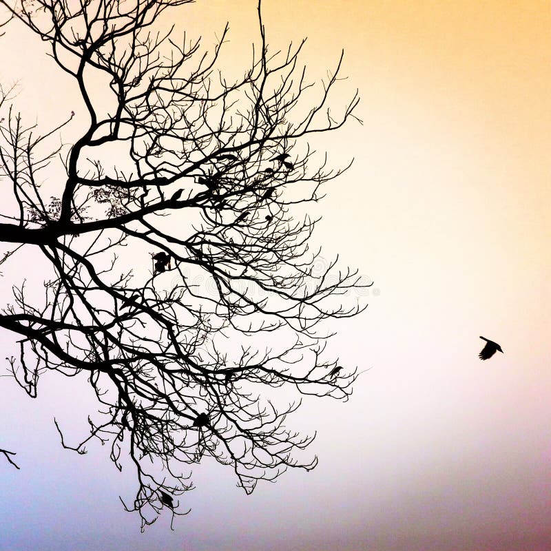 Break free stock photo. Image of tree, flying, bird, break - 86365114
