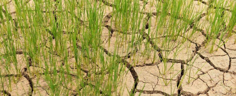 Break ground with grass stock image. Image of crawling - 59244091