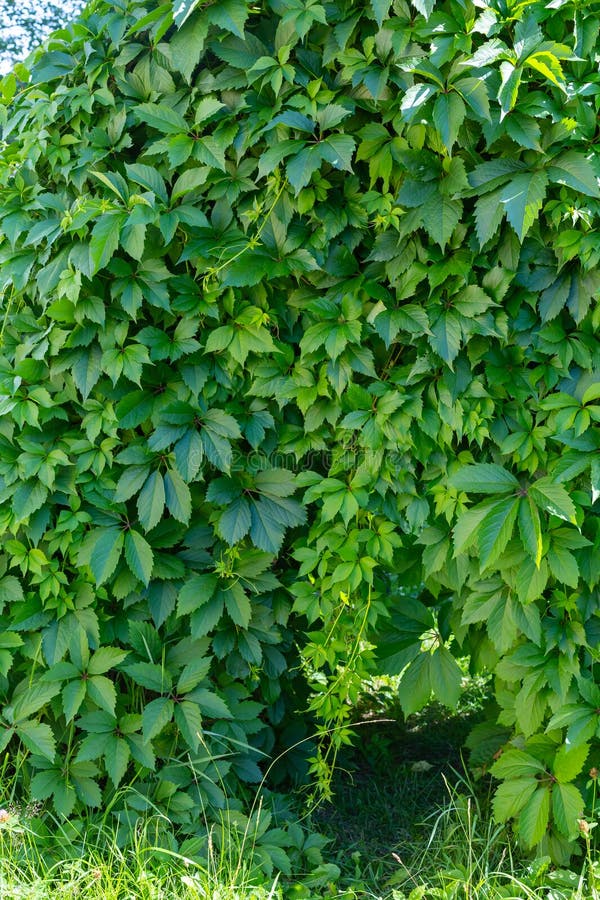 Break in an ivy hedge. stock image. Image of flower - 330285167