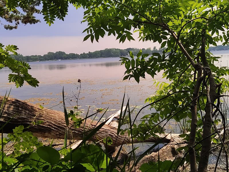 Break by the lake trees stock image. Image of water - 224422861