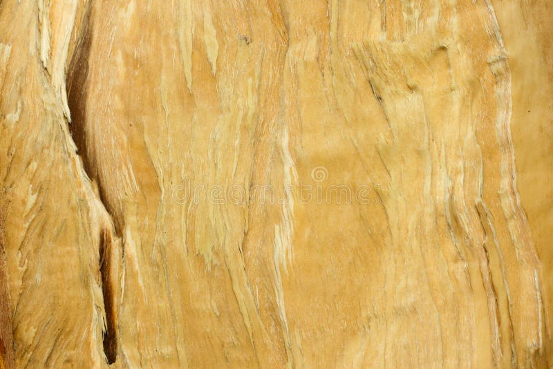 Break pine wood texture stock photo. Image of pine, timber - 59177454