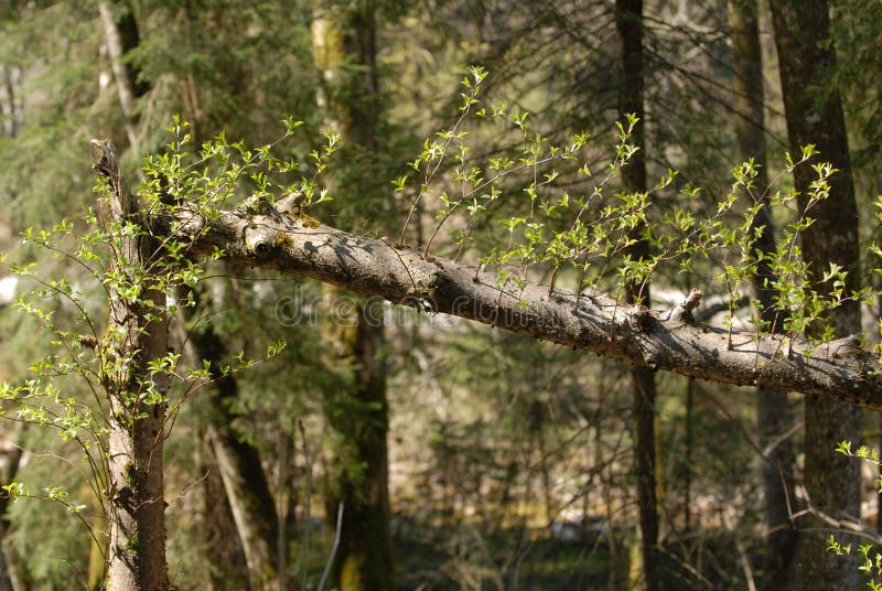 Break tree stock photo. Image of life, break, death, forest - 2281462