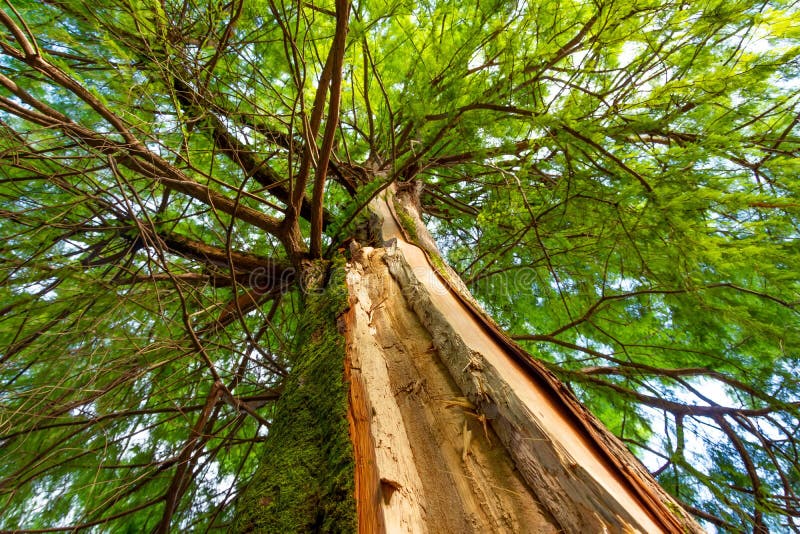 Break a Tree after Being Struck by Lightning. Spruce in the Forest with ...
