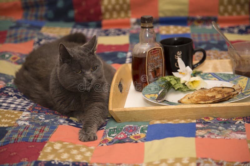 Breakfast with Cat stock image. Image of coffee, furry - 57722301