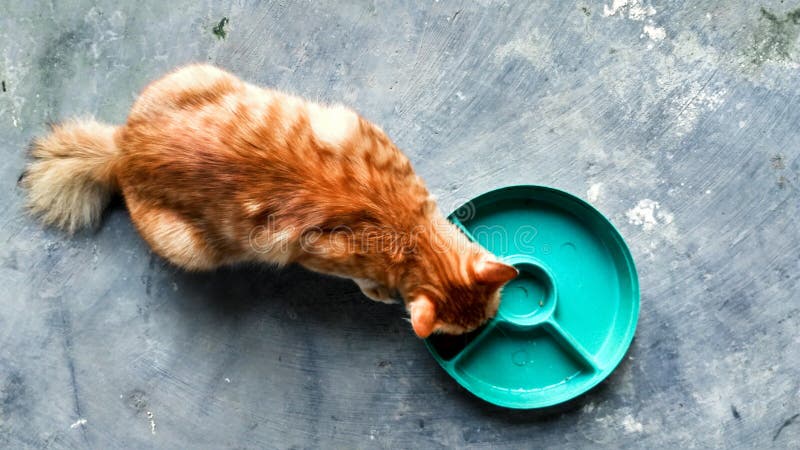 Cats Eat Breakfast in Pairs Stock Image - Image of pets, morning: 119063887