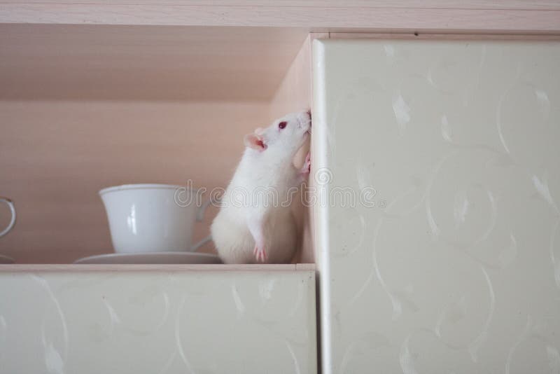 Breakfast Concept. Mouse White on the Shelf Kitchen Set with Stock ...