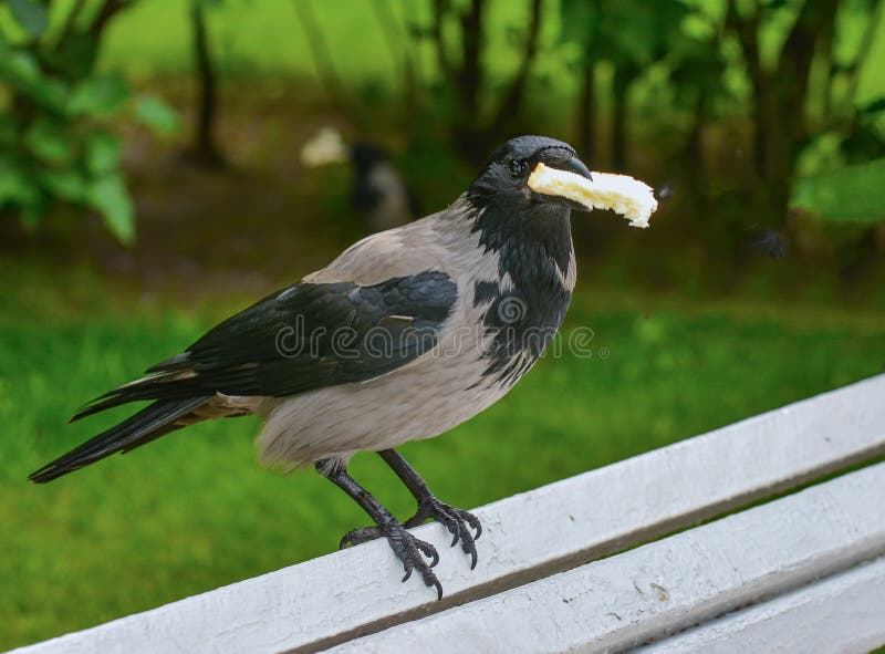 Breakfast crow stock photo. Image of people, park, food - 85442548