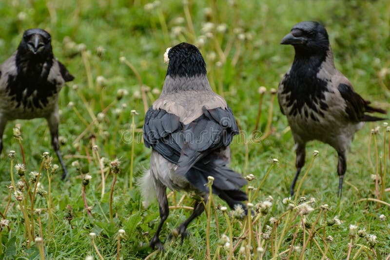 Breakfast crow stock image. Image of bread, spring, large - 85442569