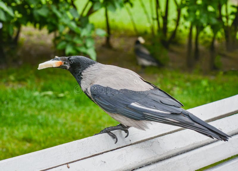 Breakfast crow stock image. Image of crow, people, bird - 85442617