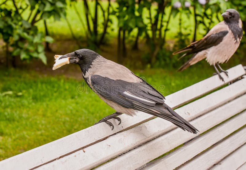Breakfast crow stock photo. Image of bird, white, food - 85442638