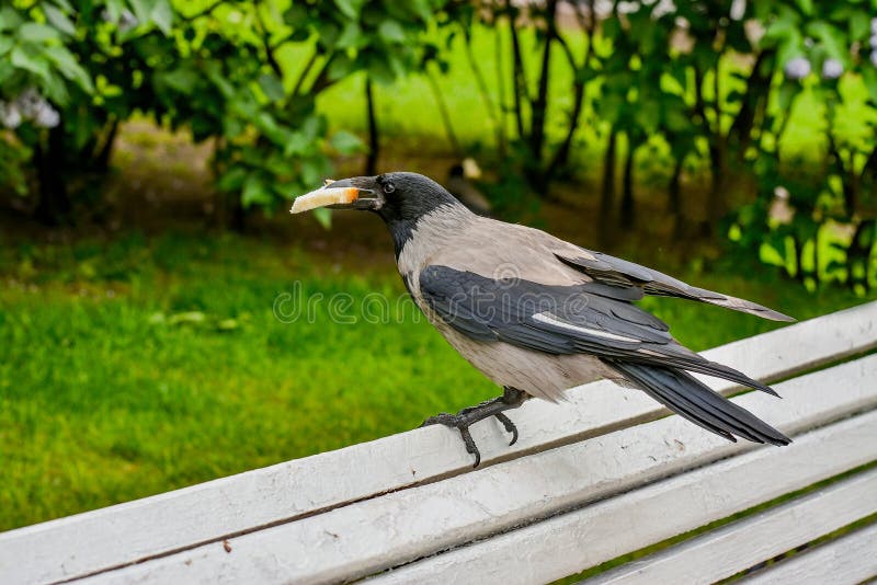 Breakfast crow stock image. Image of bench, large, people - 85442641