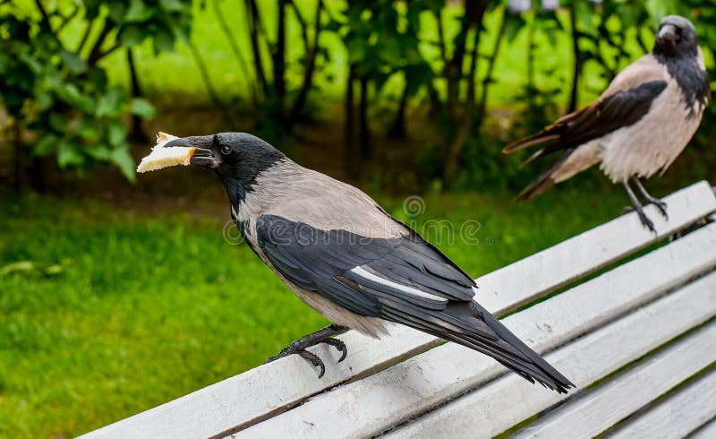 Breakfast crow stock photo. Image of white, beak, people - 85442642