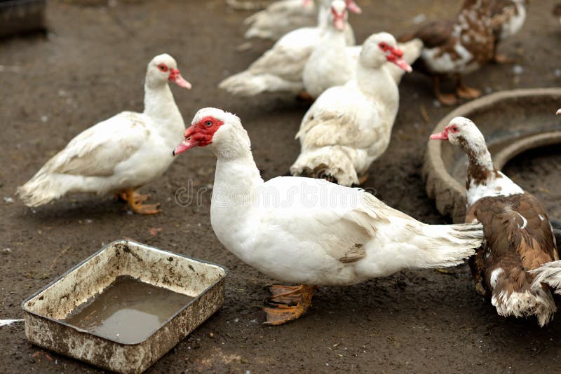 Breakfast on the farm stock image. Image of pride, nature - 68122083
