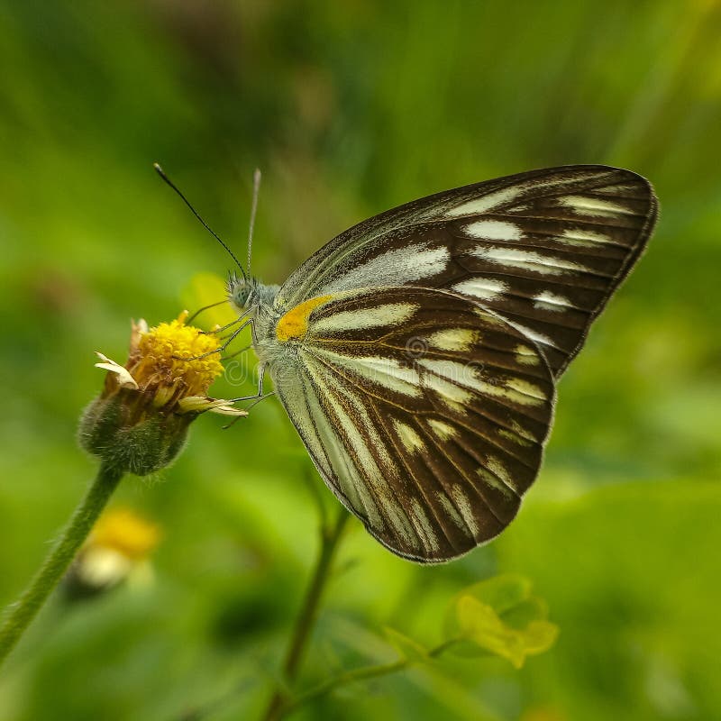Appias Libythea Butterfly Get Some Honey from Tridax Procumbens Flower ...