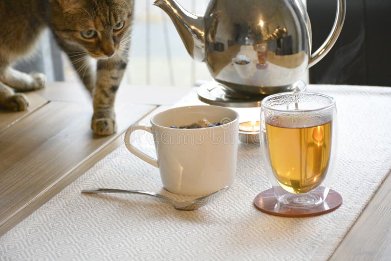 Breakfast, Tea and a Curious Cat Stock Photo - Image of dining, sweet ...