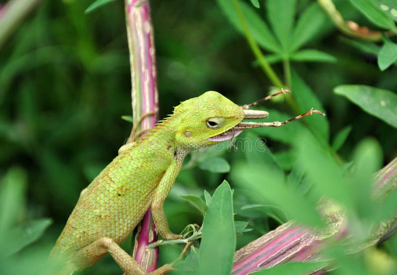 Breakfast time stock photo. Image of lizard, texture - 20621322