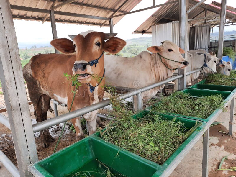 Dairy Brown Cow Shed Village Stock Image - Image of jawa, village ...