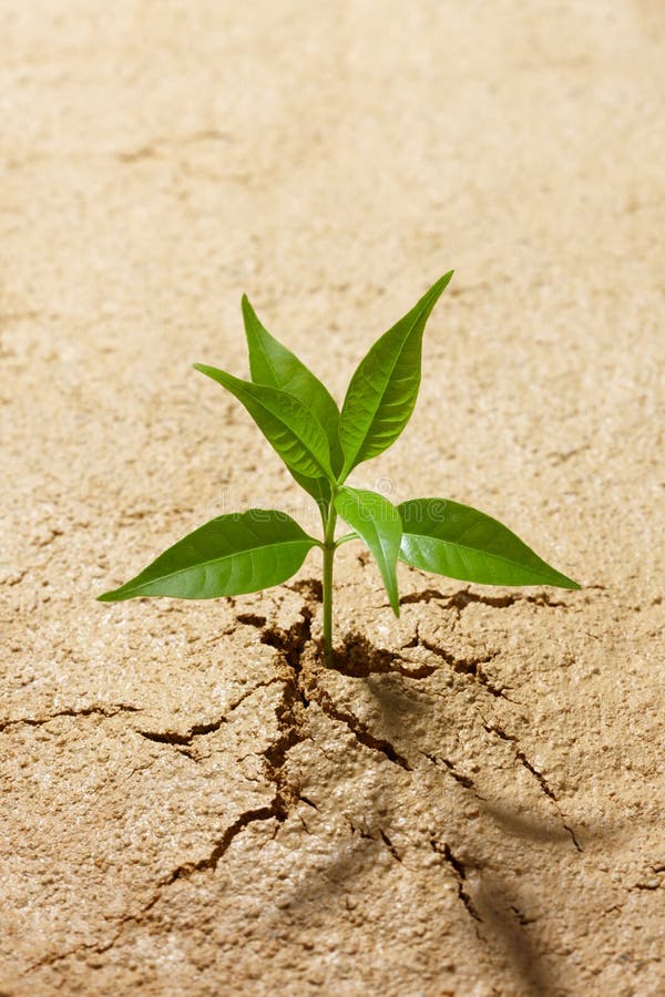 Breaking out stock image. Image of seedling, idea, nature - 36707689
