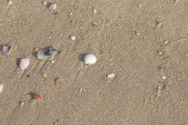 Breaking the Shells on the Beach is a Natural Beauty Stock Image ...