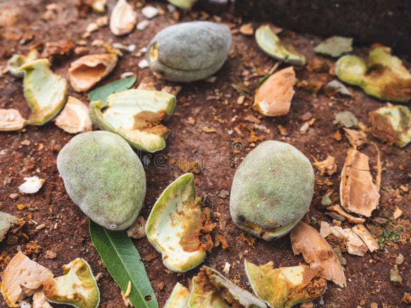 Breaking Shells and Peeling Fresh Almonds from Green Peels Stock Image ...