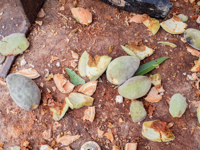 Breaking Shells and Peeling Fresh Almonds from Green Peels Stock Photo ...