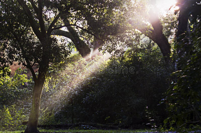 Sun between the trees stock photo. Image of sunny, glare - 131681028