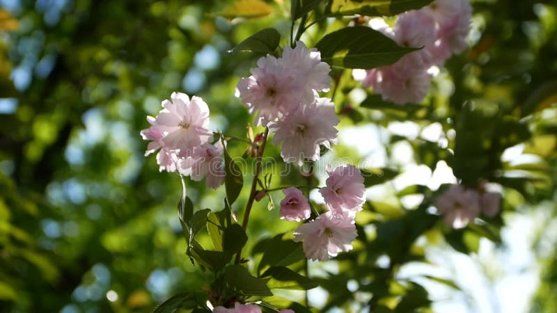 Breaking Sun through the Thick Tree Branches Covered with Blooming ...