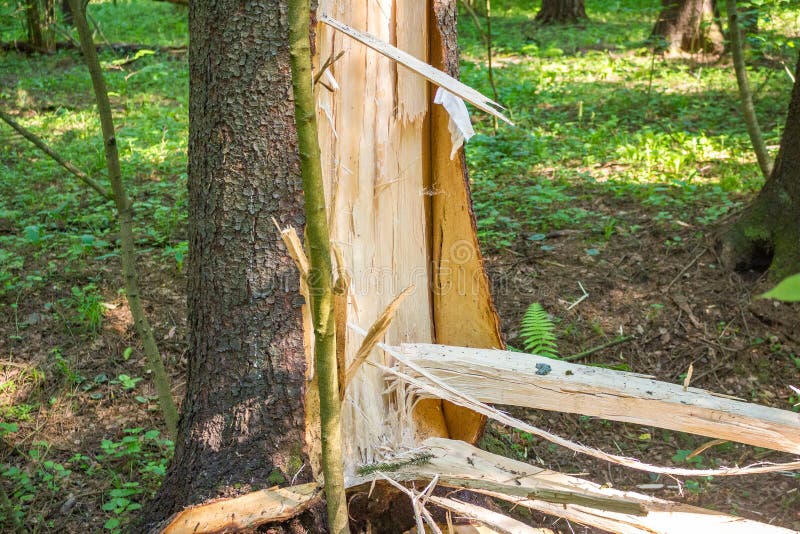 Breaking a Tree after Being Struck by Lightning Stock Image - Image of ...