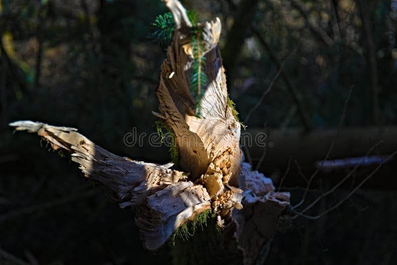 Breaking a Tree Close-up in the Forest Stock Photo - Image of clouds ...