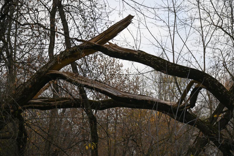Breaking a Tree is Like Breaking a Life Stock Photo - Image of ...
