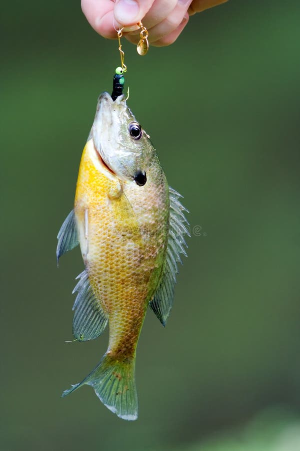 Bream stock image. Image of black, outdoor, lake, fishing - 2090531