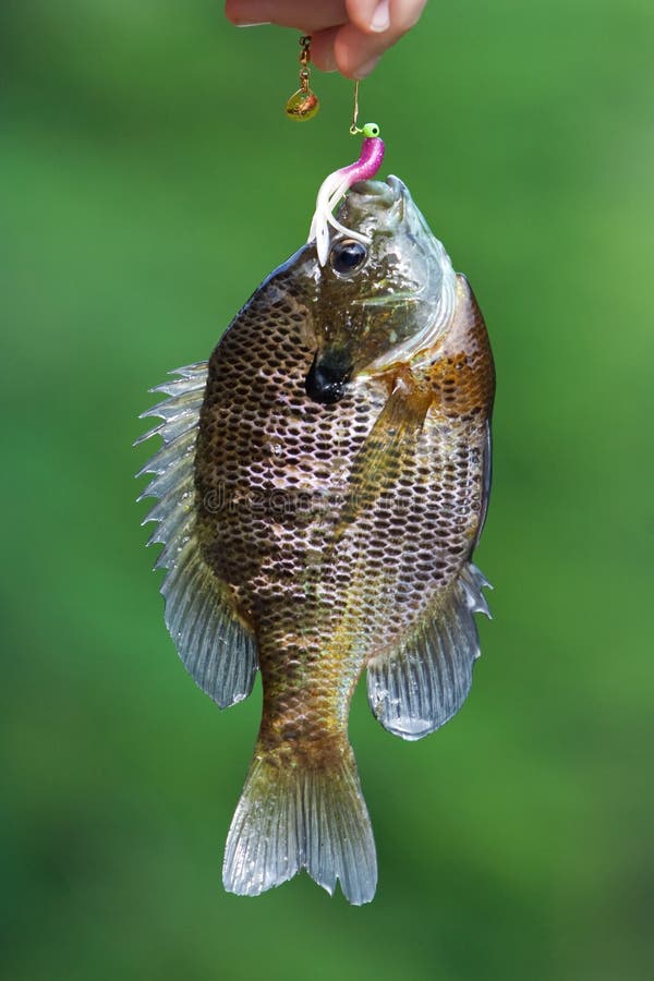 Bream stock image. Image of black, outdoor, lake, fishing - 2090531