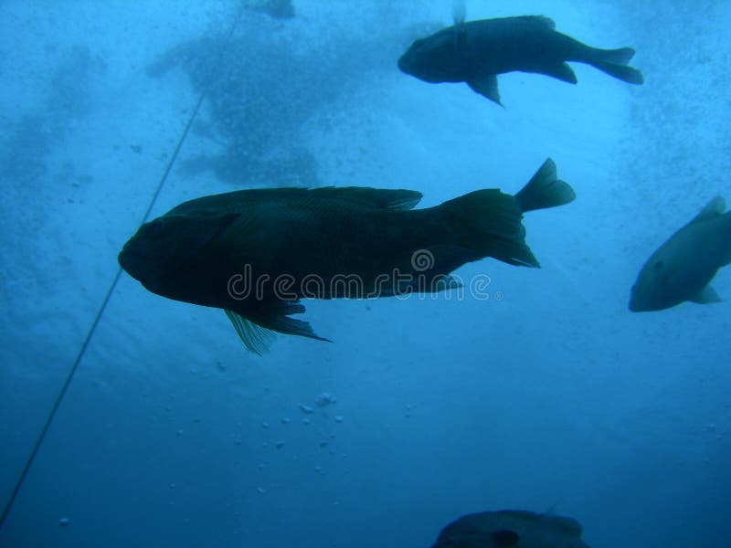 Bream stock photo. Image of holmes, resort, county, blue - 1850124