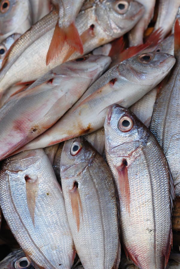 Bream stock image. Image of cook, kitchen, fresh, food - 20324195